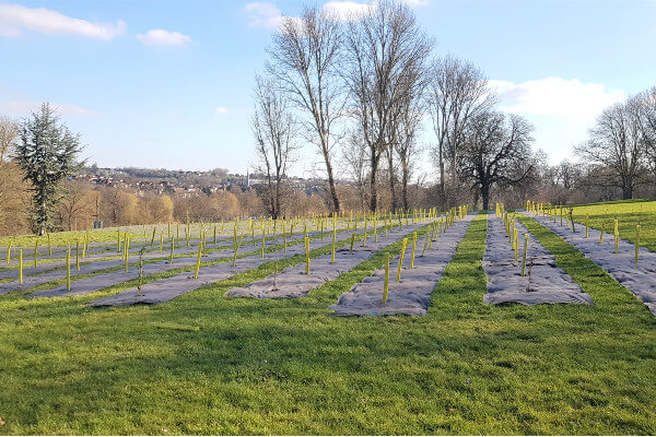 Council Plants More Than 1,300 Trees - Living Magazines