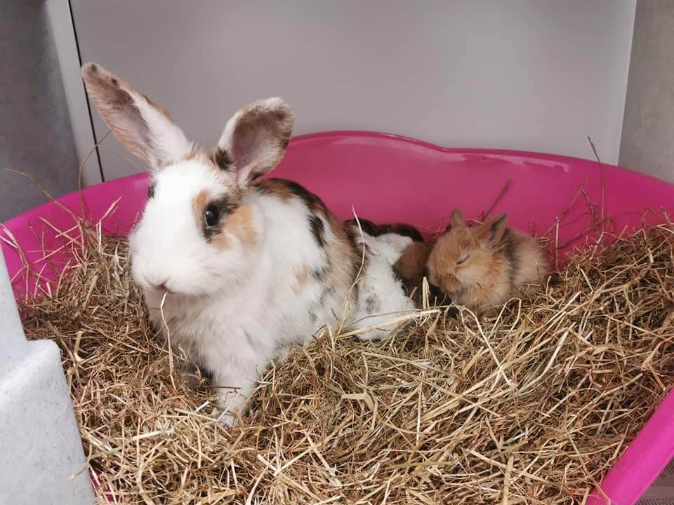 RSPCA Figures Reveal 44% of Rescued Rabbits were Abandoned - Living ...