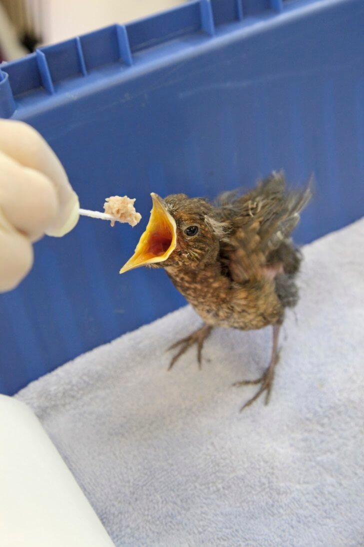 RSPCA Braced for Flood of Orphaned, Sick and Injured Baby Birds This ...